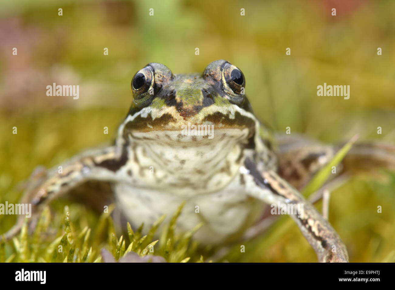Pool Frog - Pelophylax lessonae Stock Photo - Alamy
