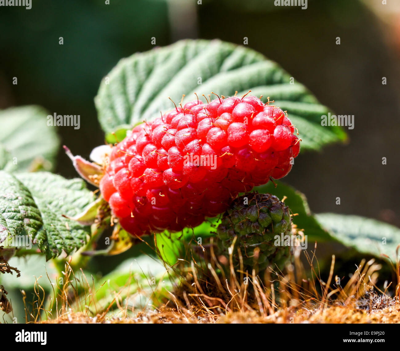 Loganberry bush hi-res stock photography and images - Alamy