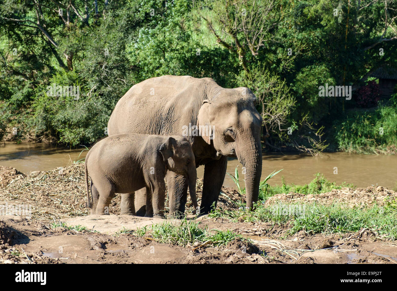 Cow elephant with calf, Chiang Mai, Thailand Stock Photo - Alamy