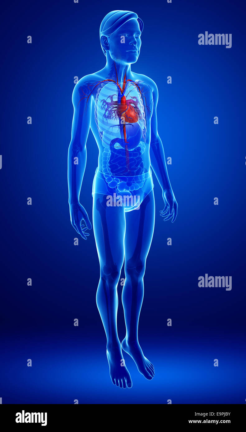 Male heart anatomy hi-res stock photography and images - Alamy