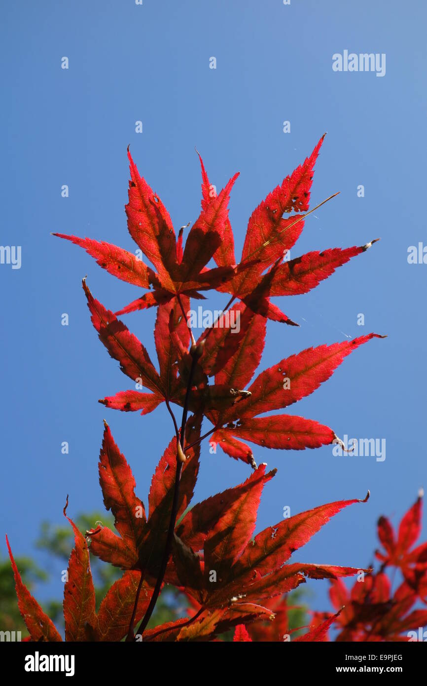 Red Japanese Maple Leaves Stock Photo - Alamy