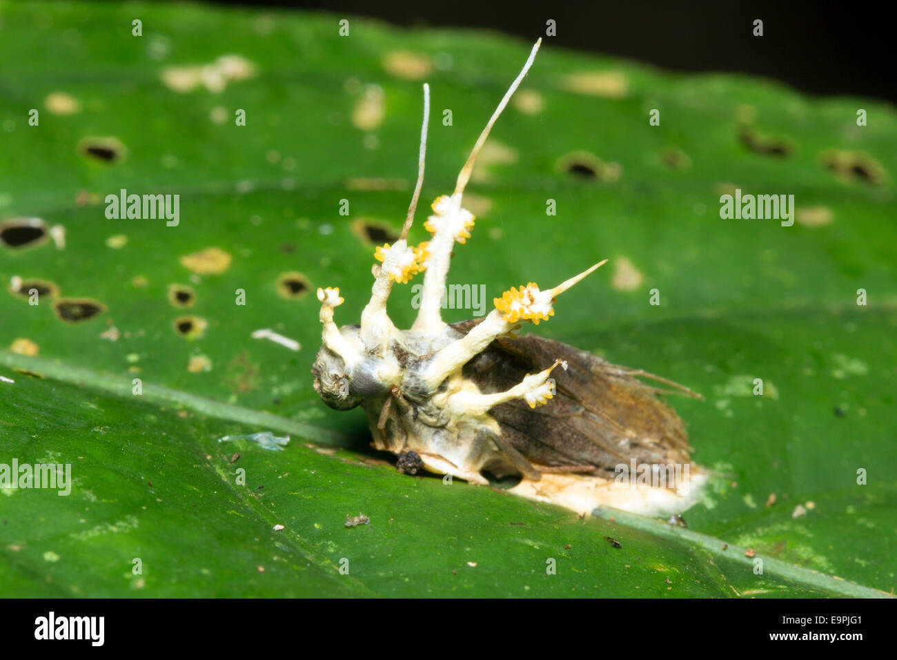 Cordyceps fungus parasitising a moth which has died and is stuck to a ...