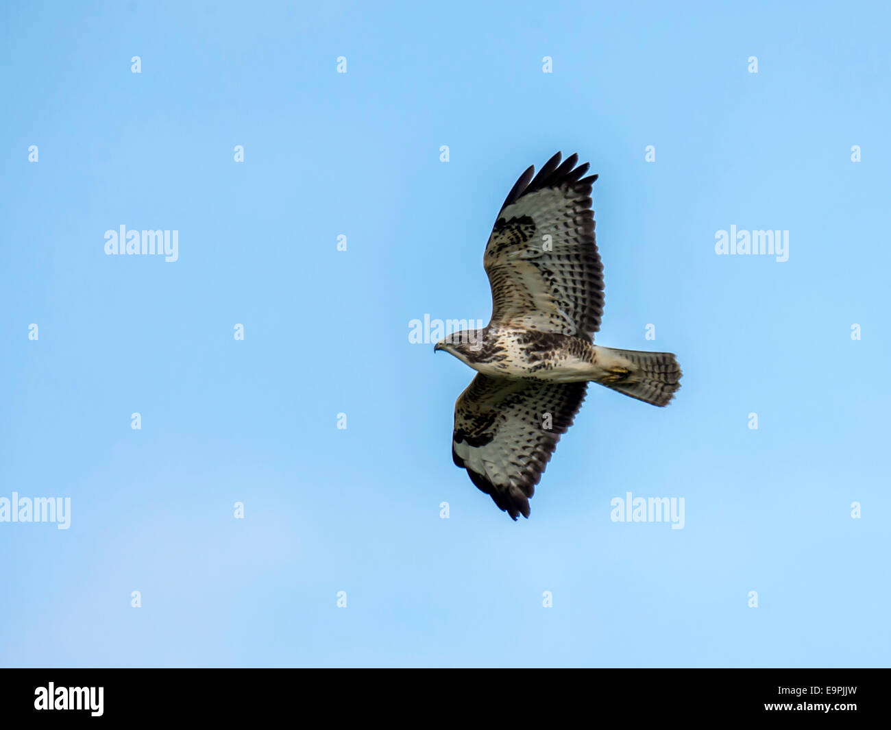 Single European Hen Harrier [Circus cyaneus] in flight, hunting ...