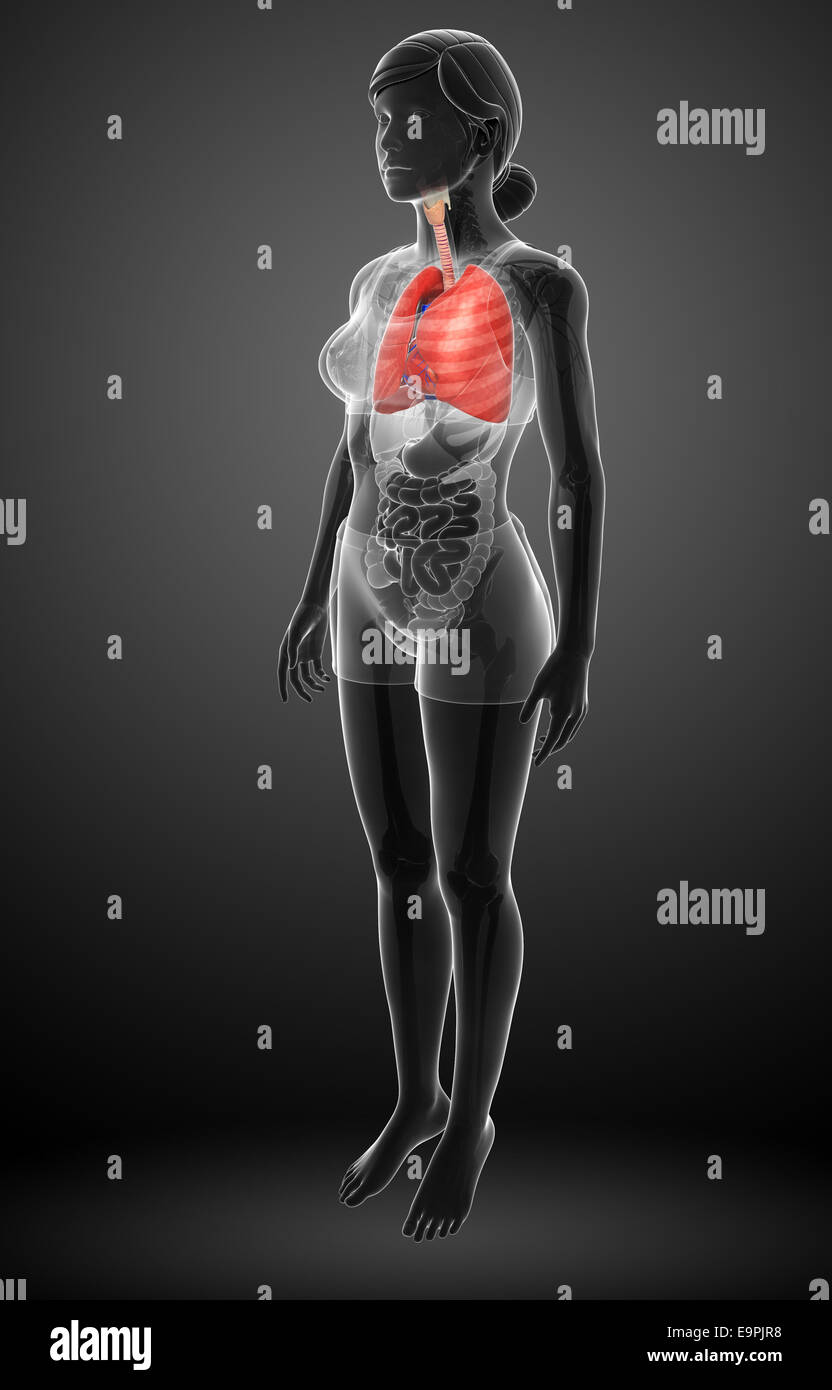 Illustration of female lungs anatomy Stock Photo - Alamy