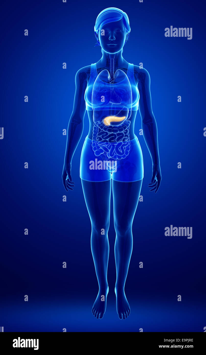 Illustration of female pancreas anatomy Stock Photo - Alamy