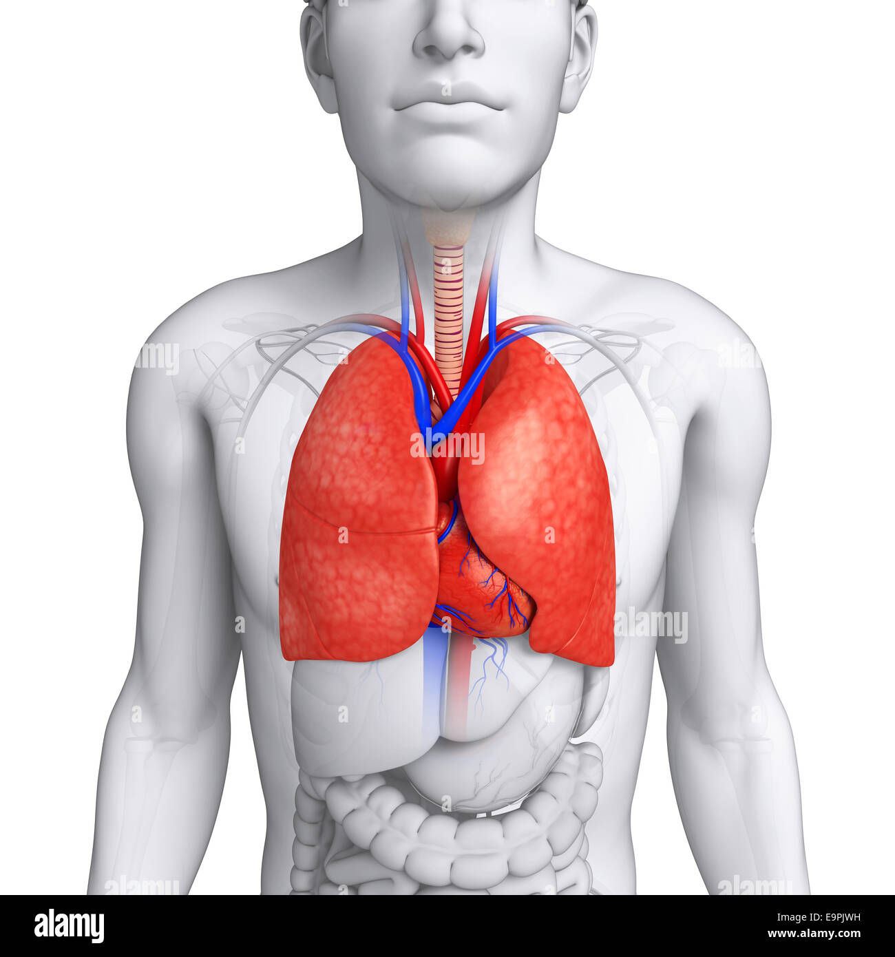 Illustration of male lungs anatomy Stock Photo - Alamy