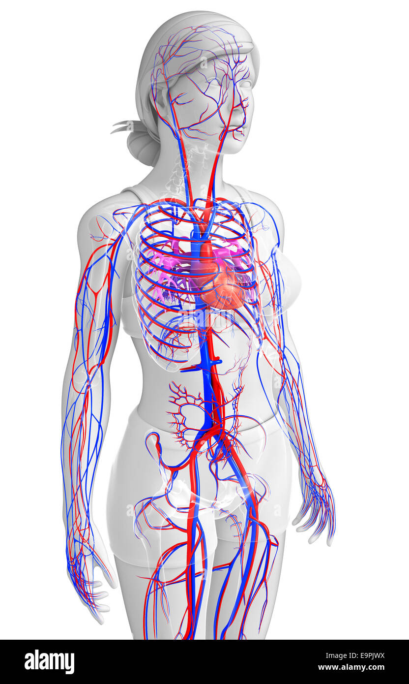 Illustration of female circulatory system Stock Photo - Alamy
