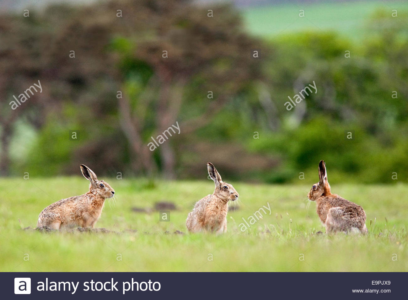 Hares Uk Stock Photos & Hares Uk Stock Images - Alamy