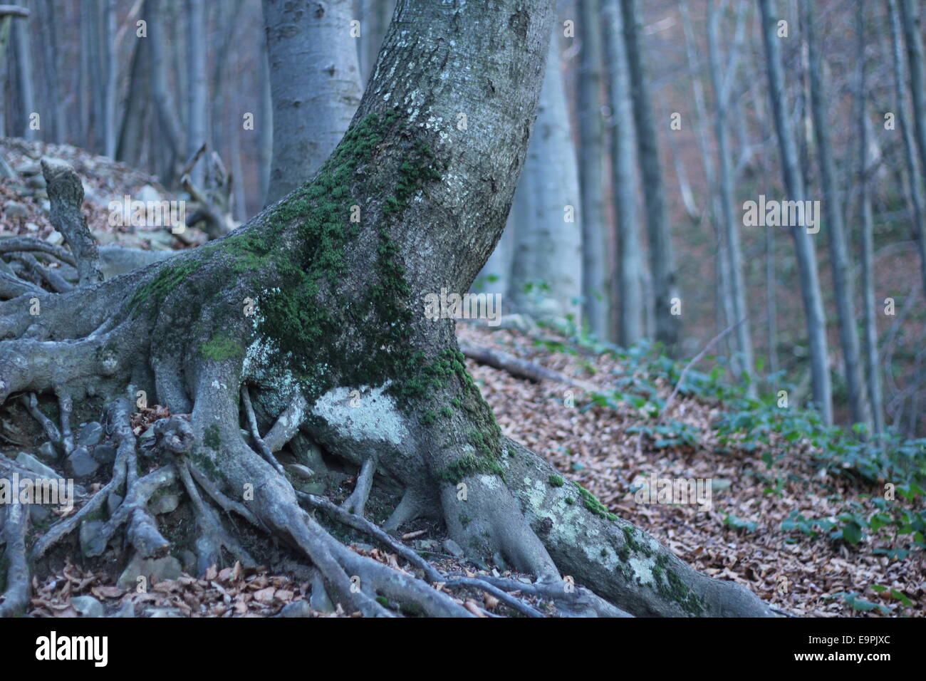 Atumn tree hi-res stock photography and images - Alamy