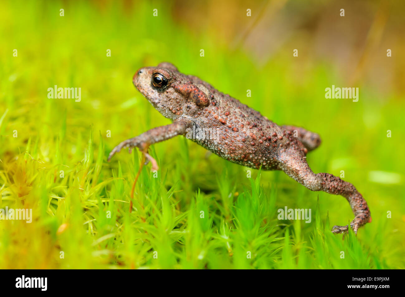 Young toads hi-res stock photography and images - Alamy