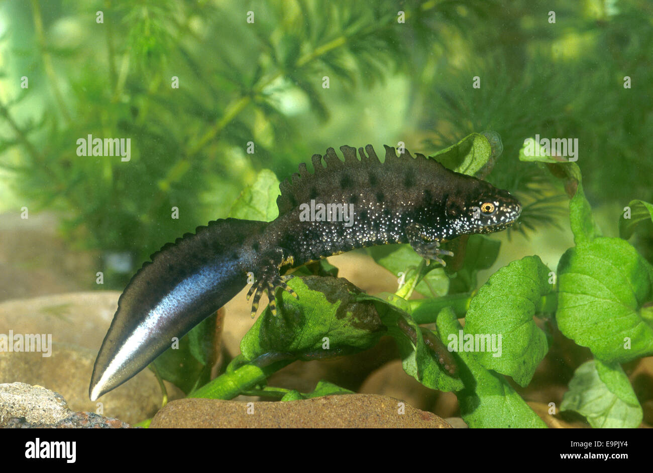 Great Crested Newt - Triturus cristatus Stock Photo - Alamy