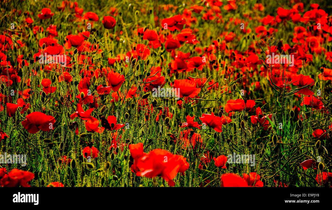 Blossom poppy flower hi-res stock photography and images - Alamy