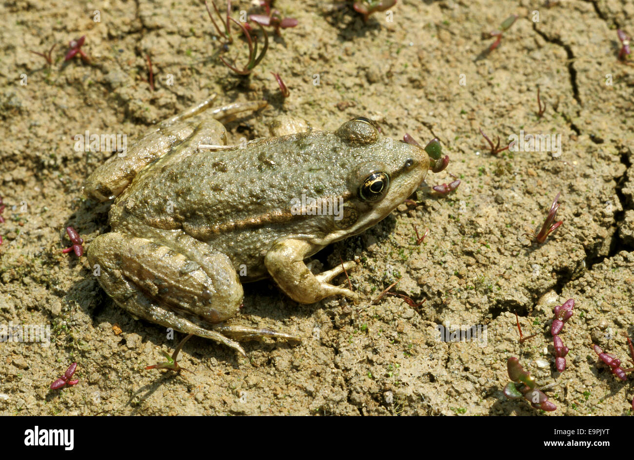 Marsh Frog - Pelophylax ridibunda Stock Photo - Alamy