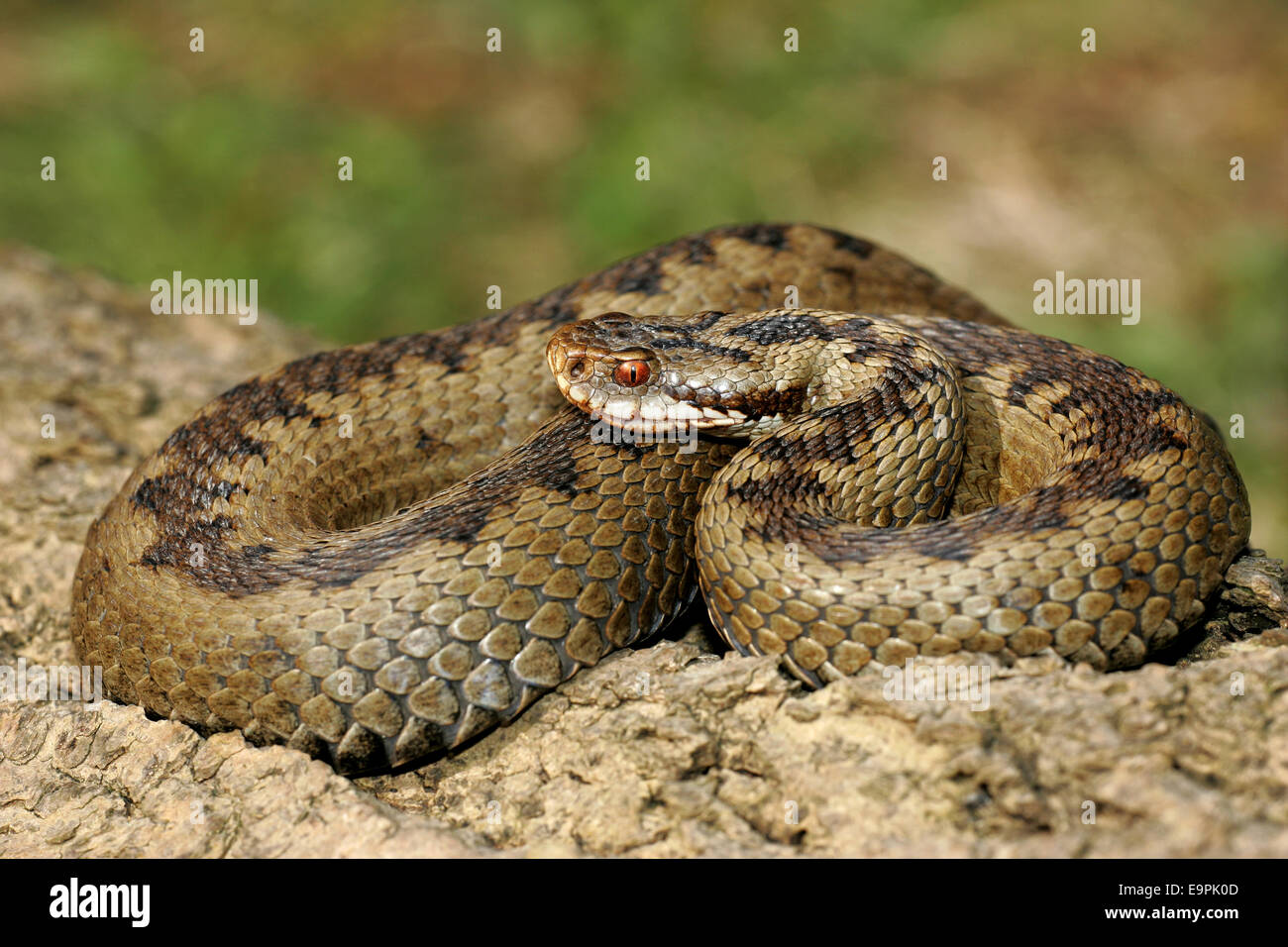 Rock adder hi-res stock photography and images - Alamy