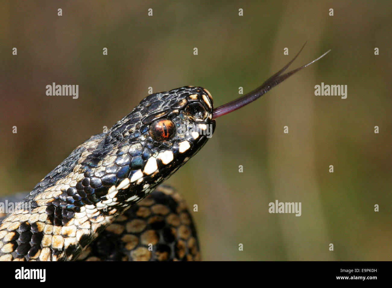Adder - Vipera berus Stock Photo - Alamy