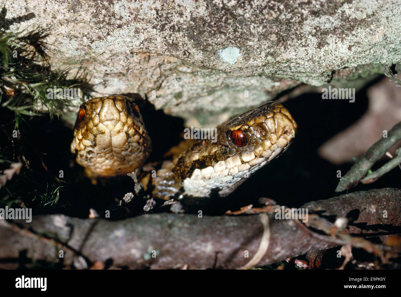Snake nest hi-res stock photography and images - Alamy