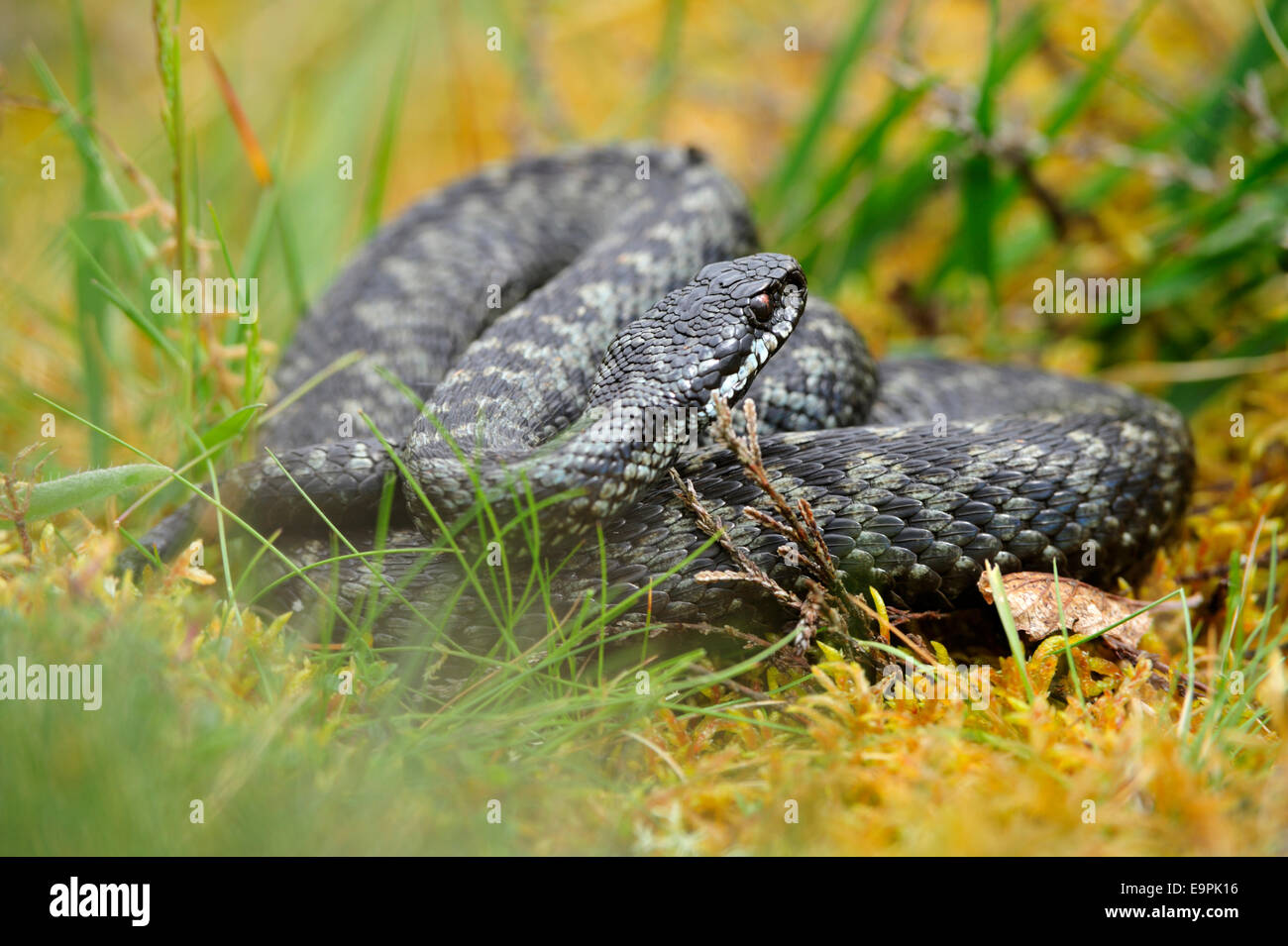Rock adder hi-res stock photography and images - Alamy