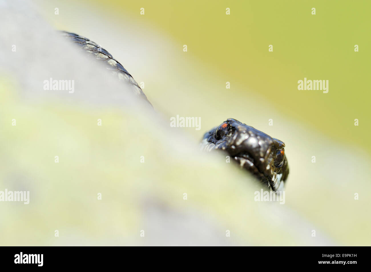 Adder - Vipera berus Stock Photo - Alamy