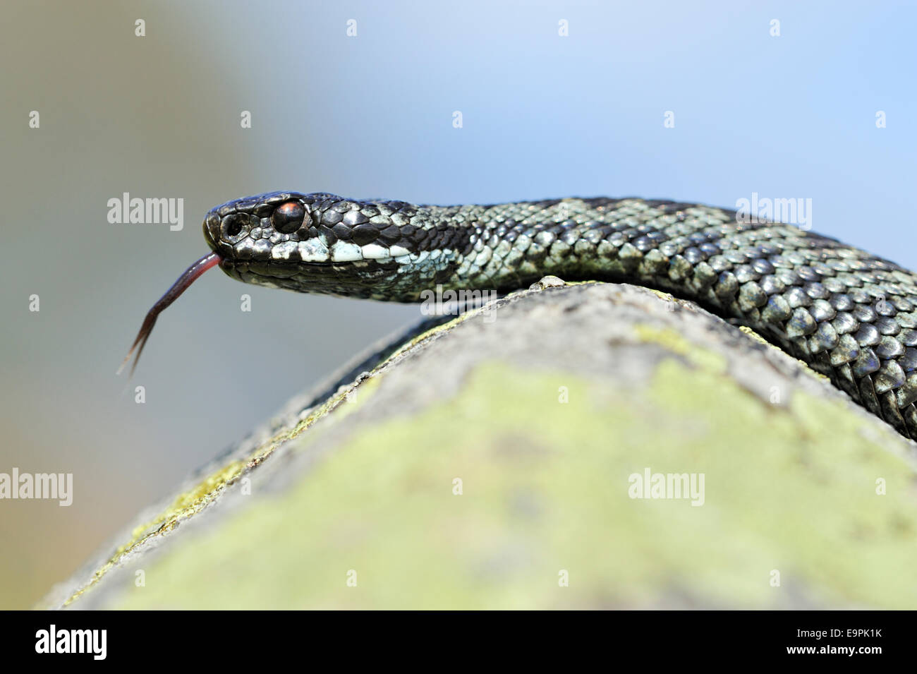 Adder - Vipera berus Stock Photo - Alamy