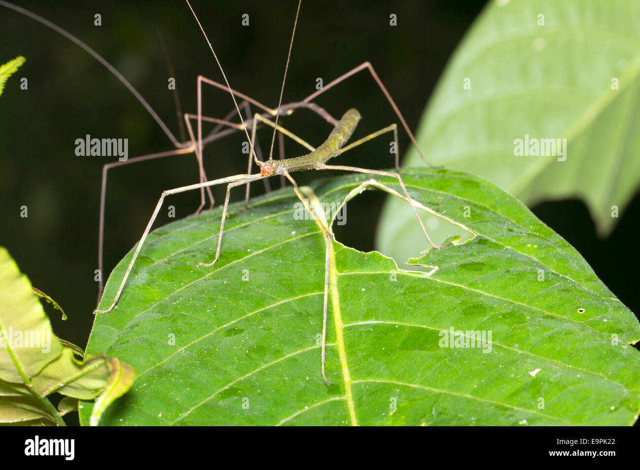 Mating pair of stick insects in the rainforest understory at night ...