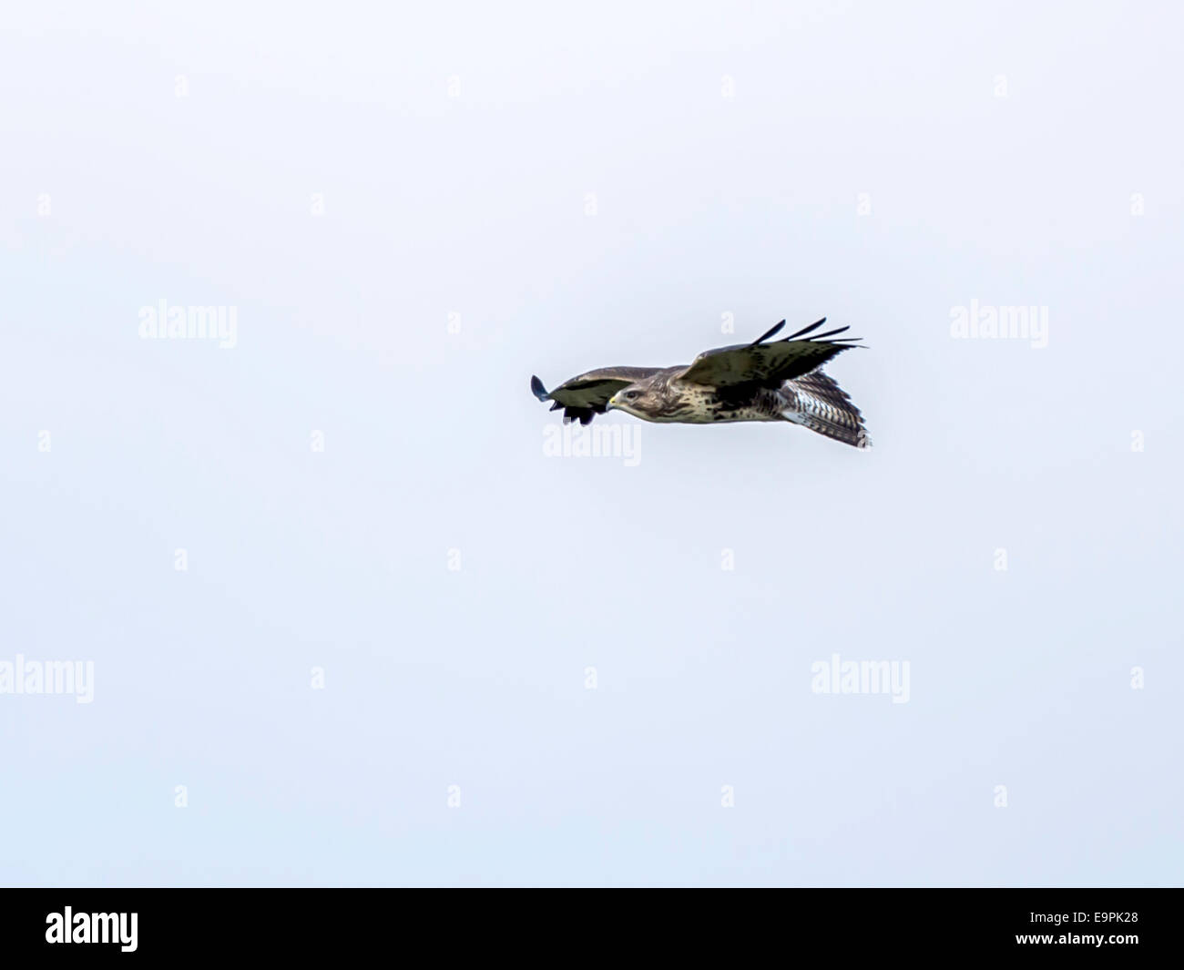 Single European Hen Harrier [Circus cyaneus] in flight, hunting ...