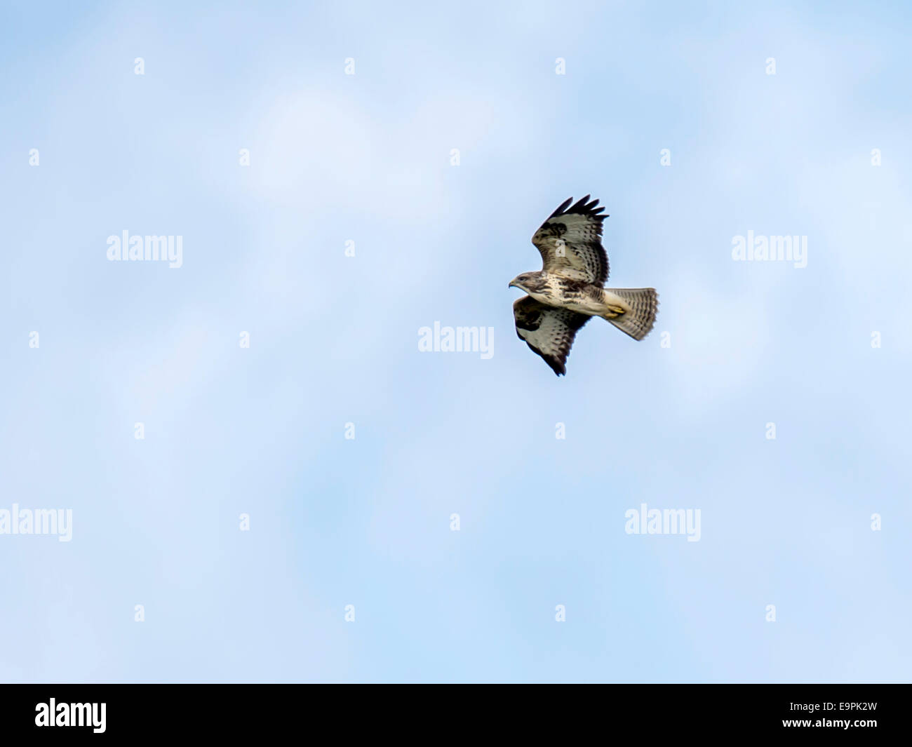 Single European Hen Harrier [Circus cyaneus] in flight, hunting ...