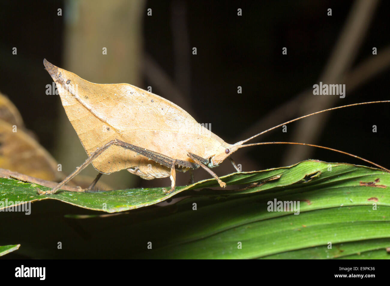 Leaf mimic katydid in the rainforest understory, Ecuador Stock Photo ...