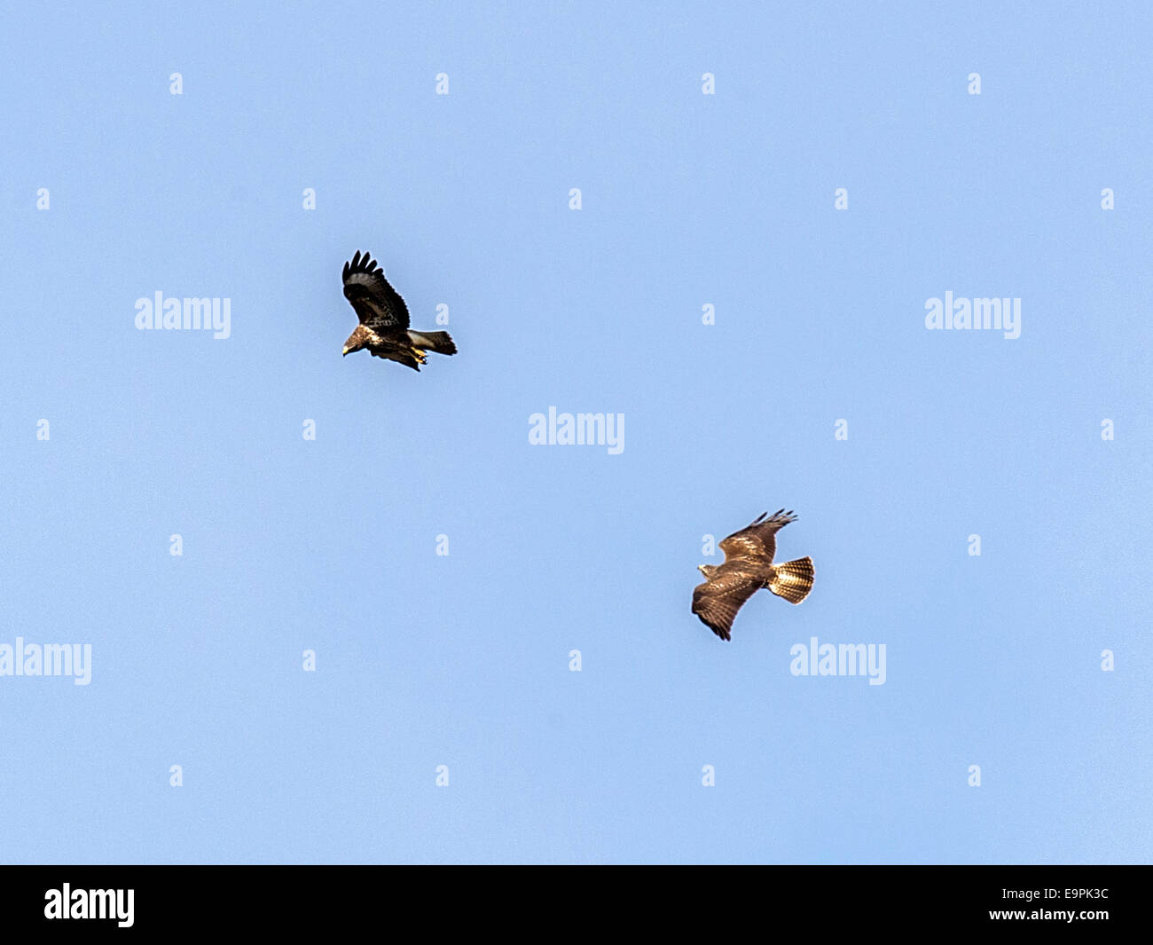 European Hen Harrier [Circus cyaneus] pair in acrobatic flight, hunting ...