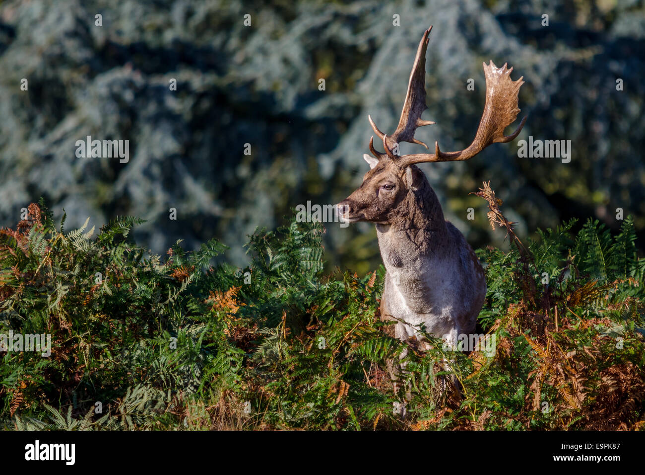 A British Fallow Deer Buck Stag Close up posing in the bracken Stock ...