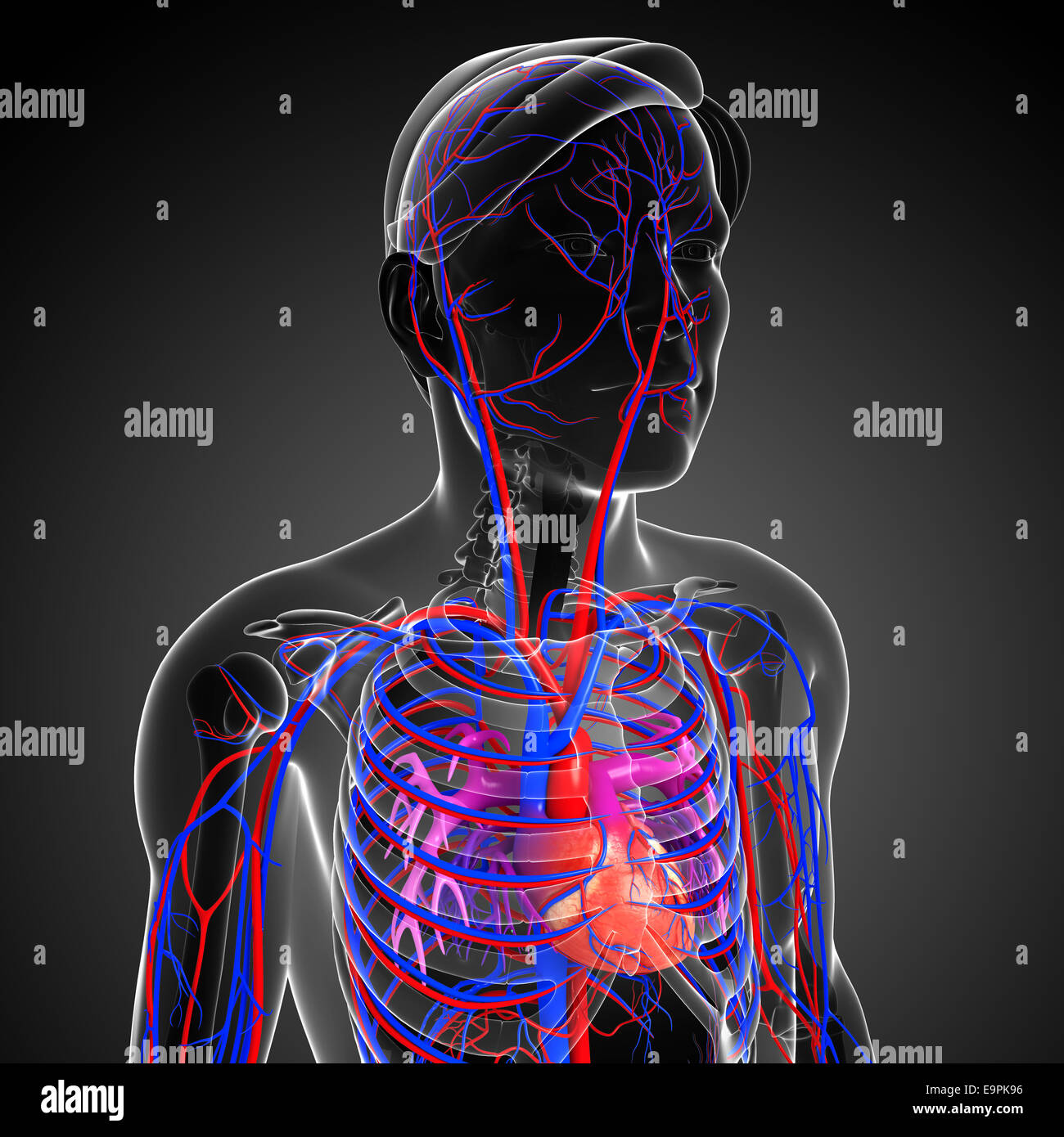 Illustration of Male heart circulatory system Stock Photo - Alamy