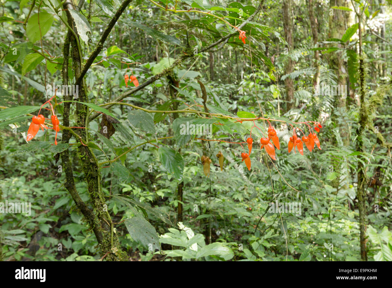 Flowering Trees In The Rainforest