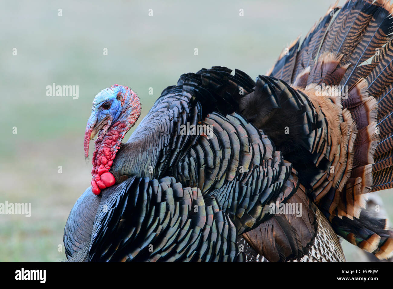 Western wild turkey hi-res stock photography and images - Alamy