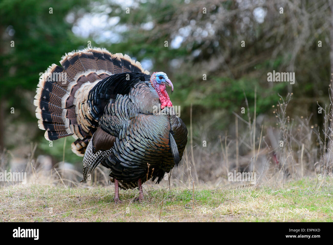 Merriams turkey hi-res stock photography and images - Alamy