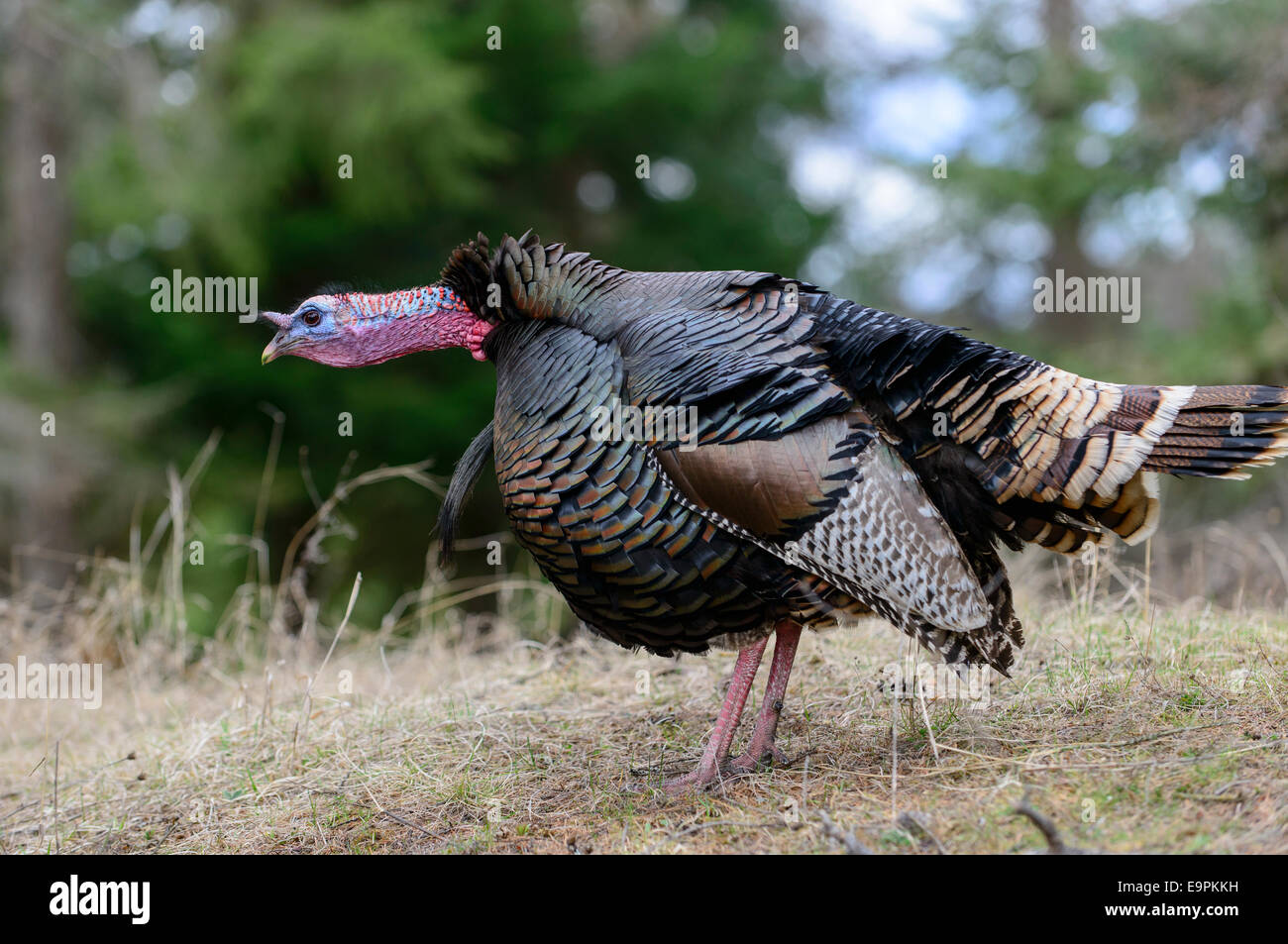 Wild Turkeys Gobbling