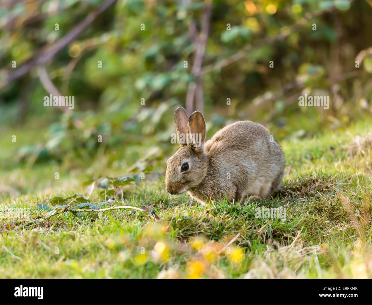 Wild rabbit twitching nose hi-res stock photography and images - Alamy