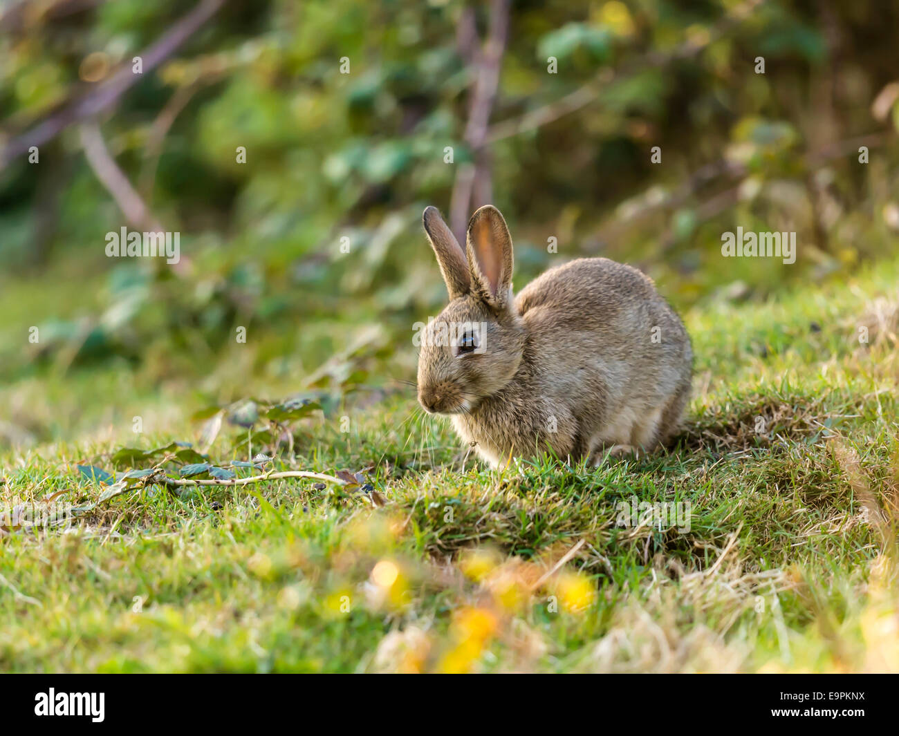 Wild rabbit (Leveret), [Lepus curpaeums] sitting comfortably with ears ...