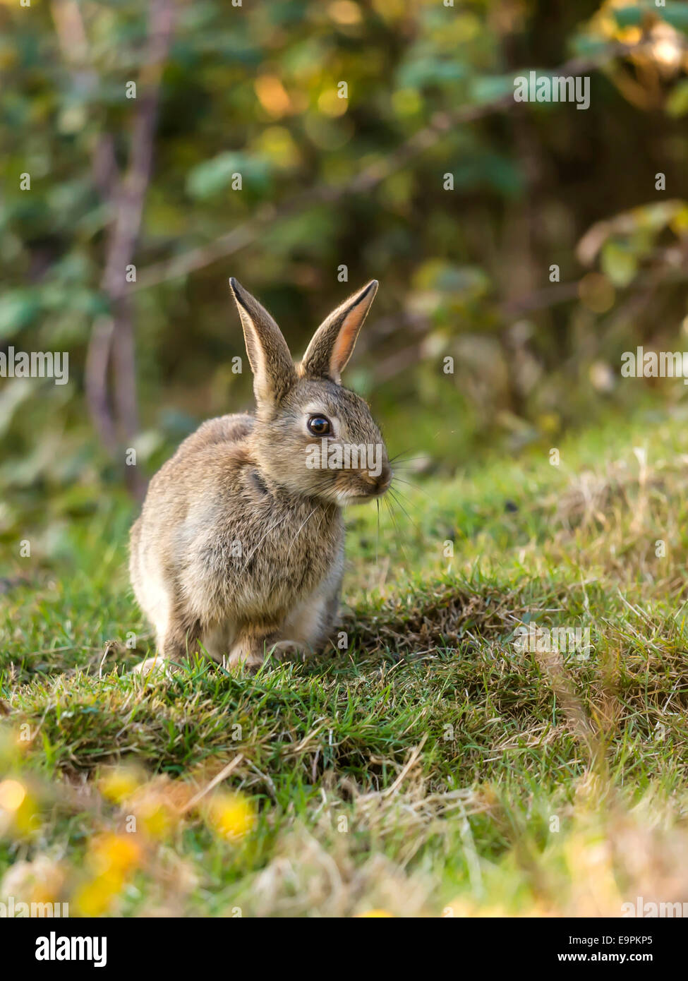 Alius imago wild rabbit hi-res stock photography and images - Alamy