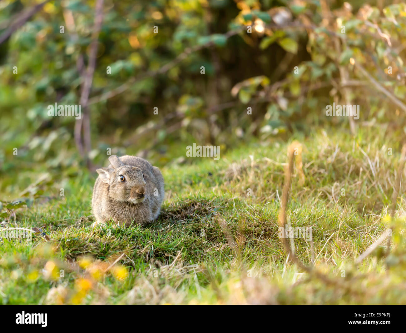 Wild rabbit (Leveret), [Lepus curpaeums] crouching defensively with ...