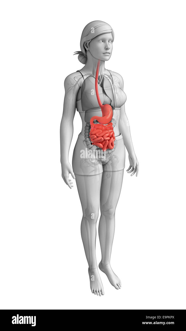Female stomach and duodenum Cut Out Stock Images & Pictures - Alamy