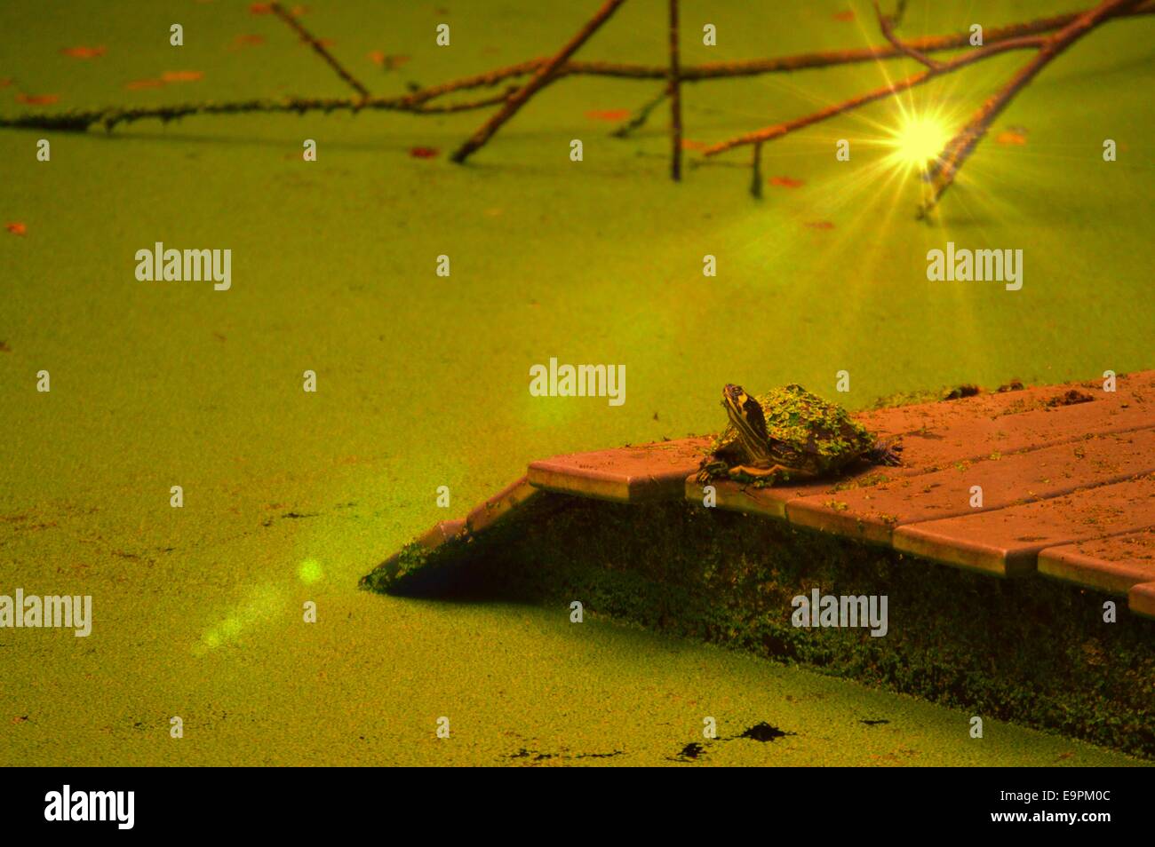 Turtle basking in the golden light Stock Photo - Alamy