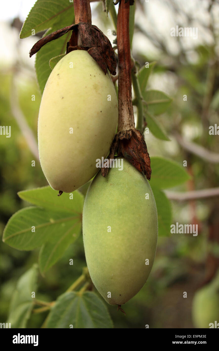 Taxo fruit growing on an ivy in an orchard in Cotacachi, Ecuador Stock ...