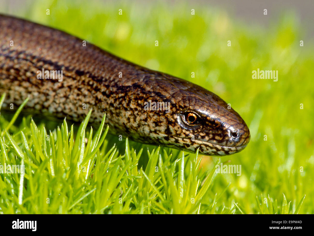 Slow-worm - Anguis fragilis Stock Photo - Alamy