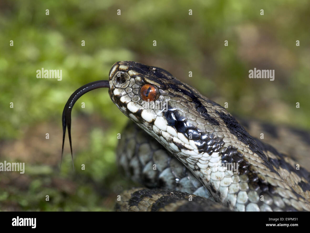 Hissing adder hi-res stock photography and images - Alamy
