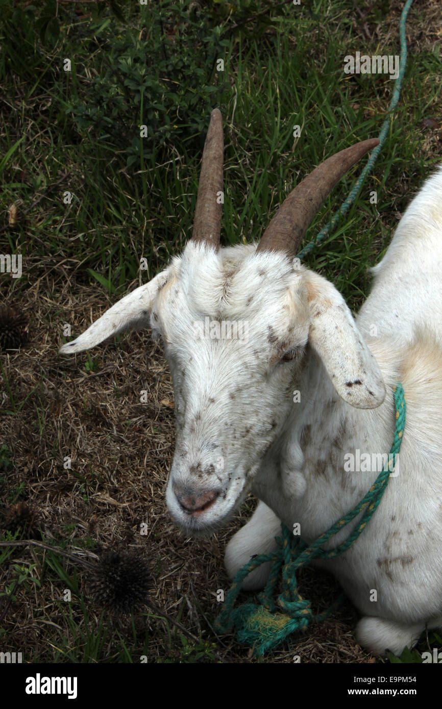 A white goat standing in a pasture on a farm in Cotacachi, Ecuador ...