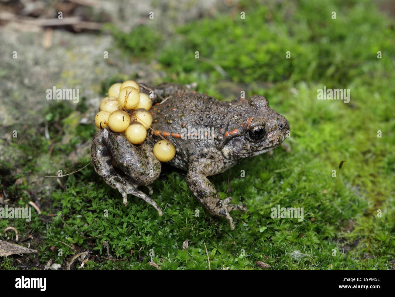 Midwife Toad - Alytes obstetricans Stock Photo - Alamy