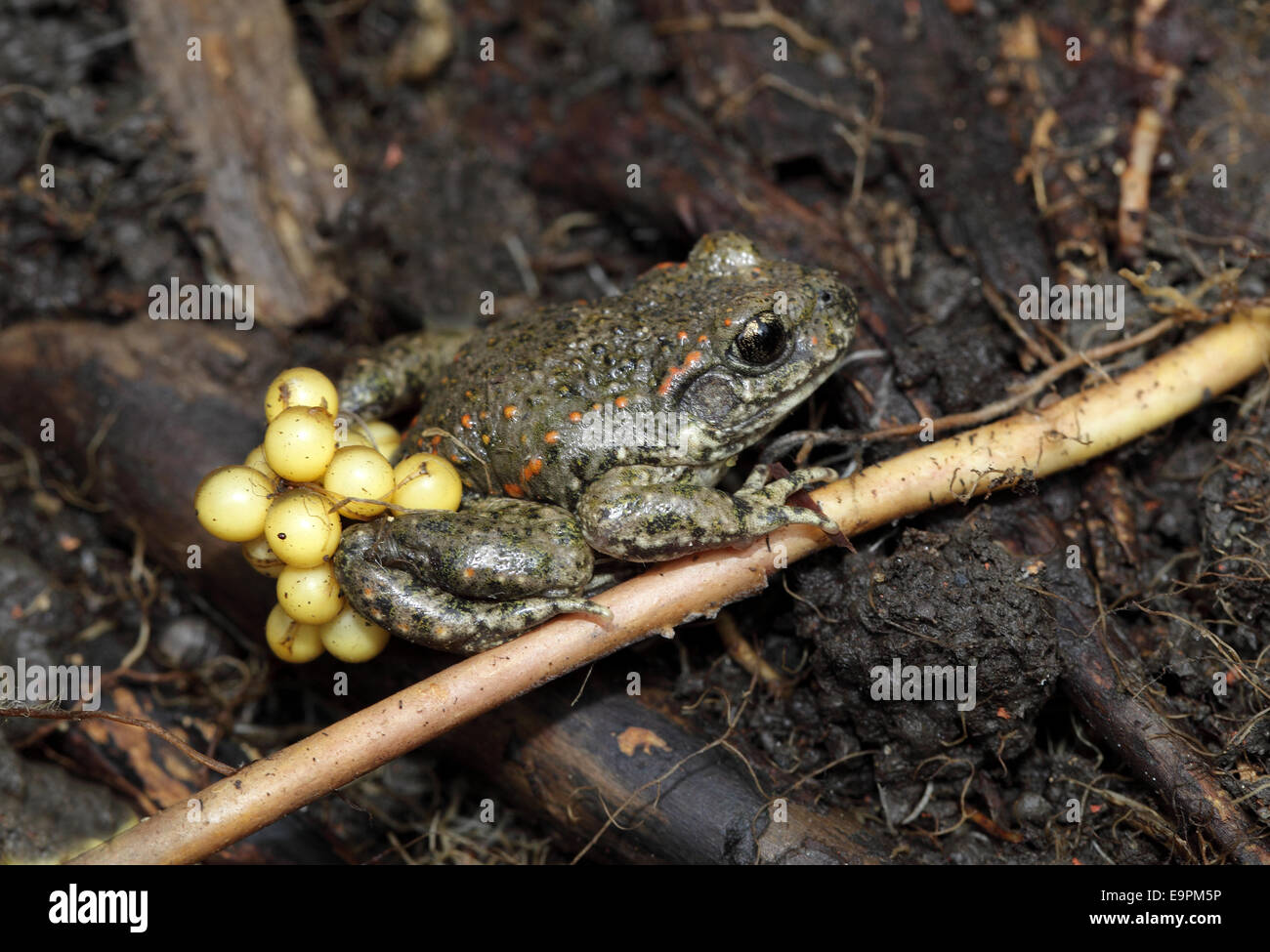 Midwife Toad - Alytes obstetricans Stock Photo - Alamy