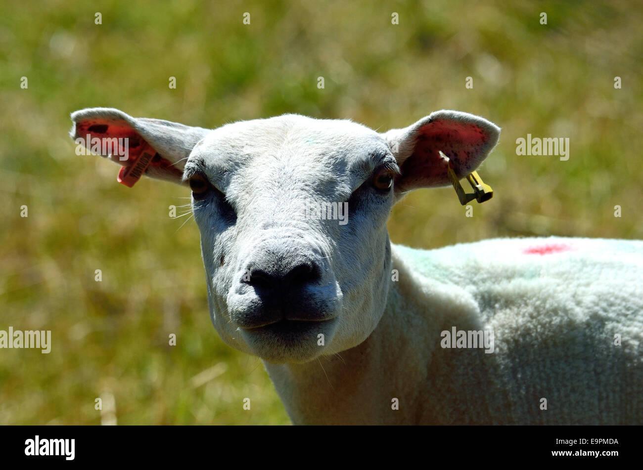 Lamb face close up sheep hi-res stock photography and images - Alamy