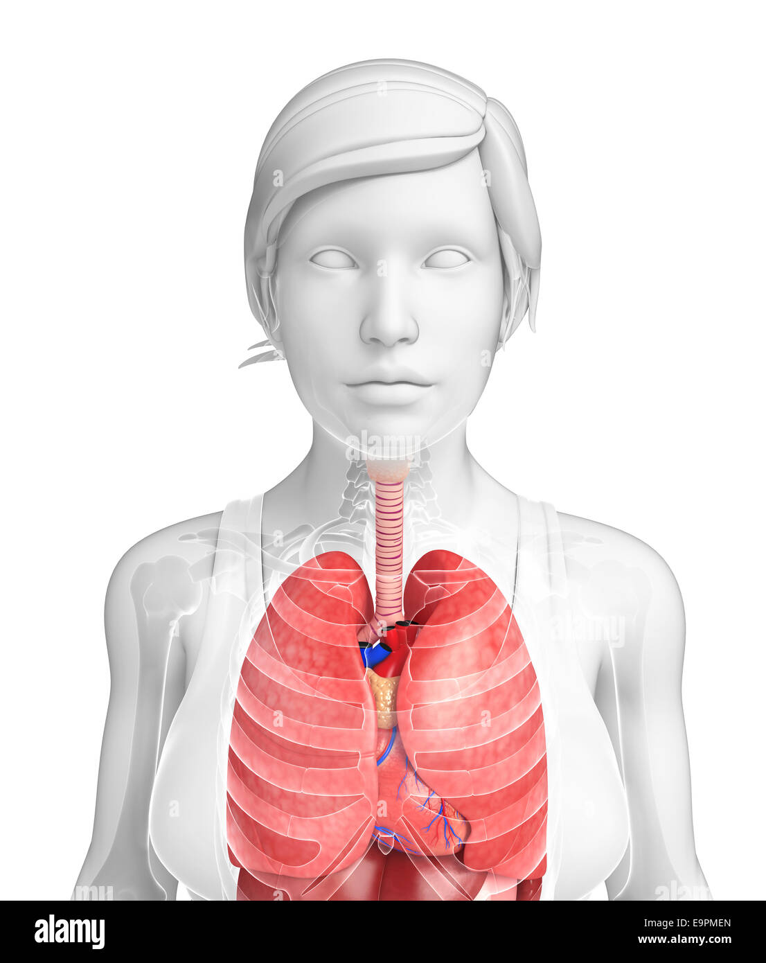 Illustration of female respiratory system Stock Photo - Alamy