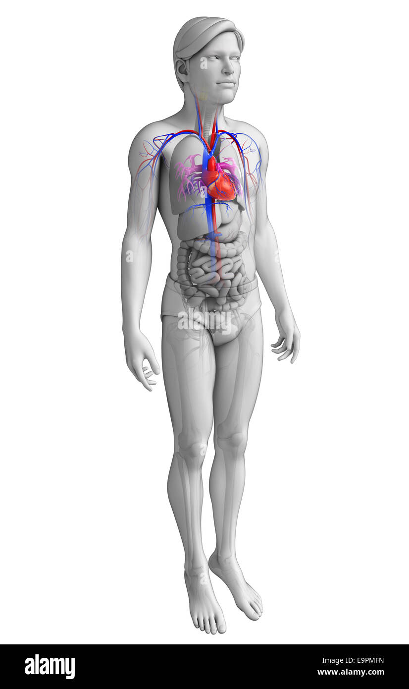 Illustration of Male heart anatomy Stock Photo - Alamy