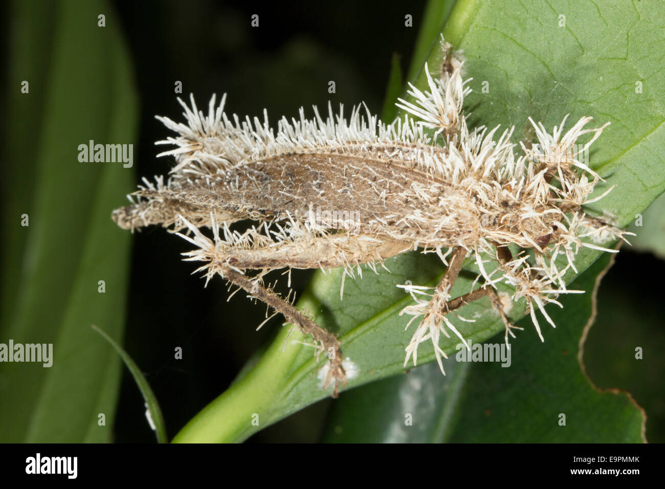 Parasite fungus hi-res stock photography and images - Alamy